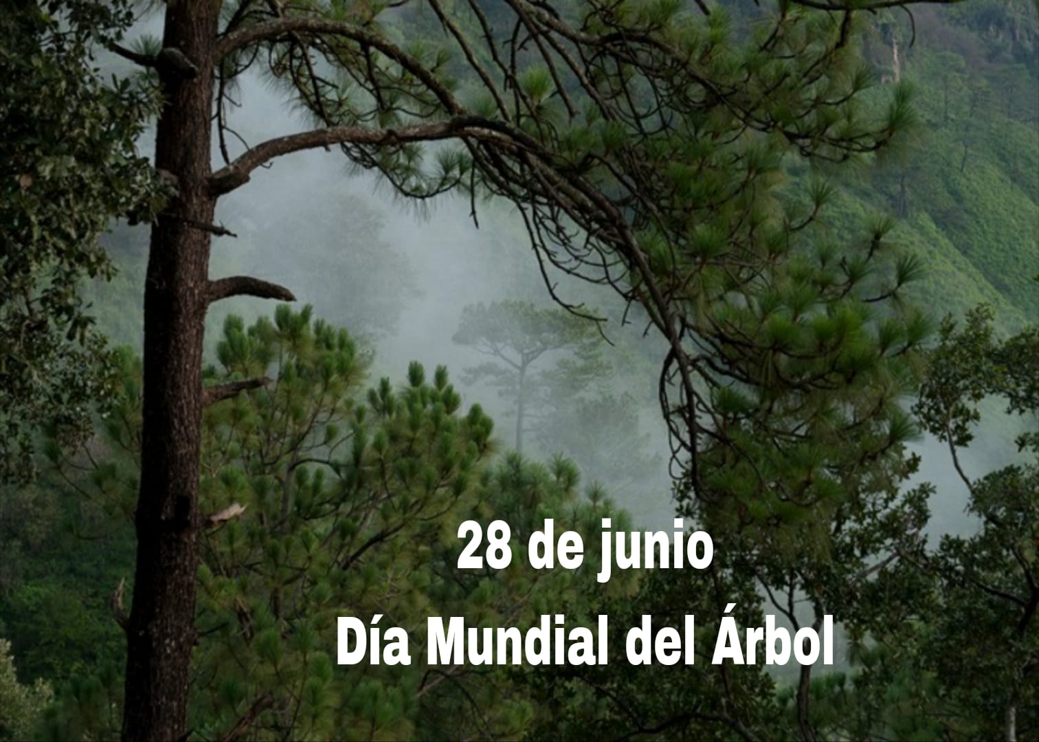 Día Mundial del Árbol – Destacado.mx